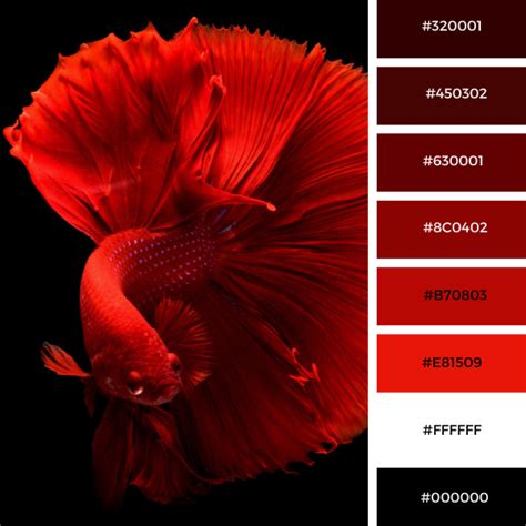 Dark Red Color Swatch