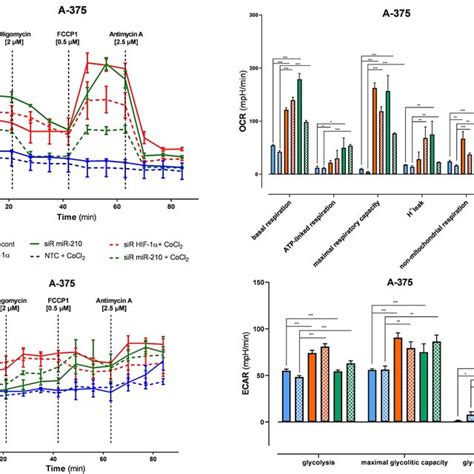 Oxygen Consumption Rate And Extracellular Acidification Rate Download Scientific Diagram