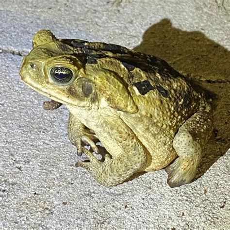 Tell Me About Cane Toads In Florida Thompson Earth Systems Institute