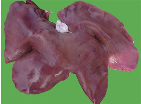 第十一节 副猪嗜血杆菌病猪蓝耳病猪伪狂犬病混合感染 猪传染病诊断与防治图谱 图片