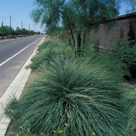 Muhlenbergia Rigens Deer Grass Green Things Nursery Green Things Nursery
