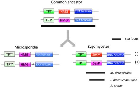 Evolutionary Trajectory Of The Sex Locus Within Zygomycetes And Download Scientific Diagram