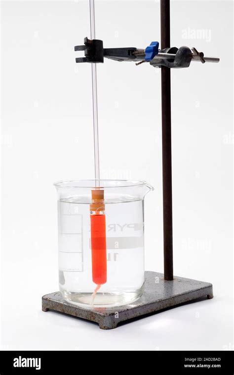 Osmosis Demonstration Apparatus Used To Demonstrate The Movement Of