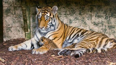 Rare Amur Tiger Cubs Born At Highland Wildlife Park Bbc News