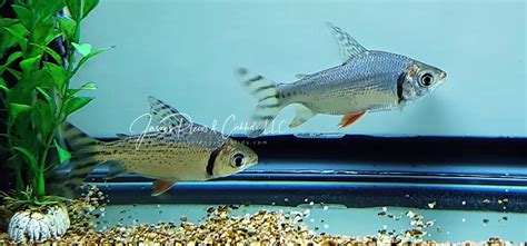 Flagtail For Sale Online Semaprochilodus Insignis