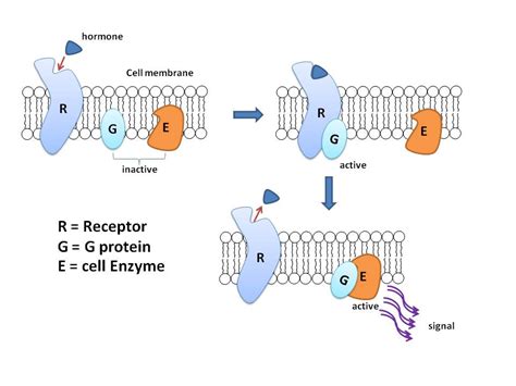 Structural Biochemistry Cell Signaling Pathways G Proteins And G