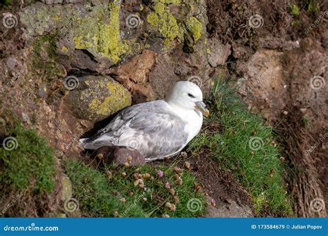 Fulmar Fulmarus Glacialis Nesting On A Cliff Edge Stock Image Image