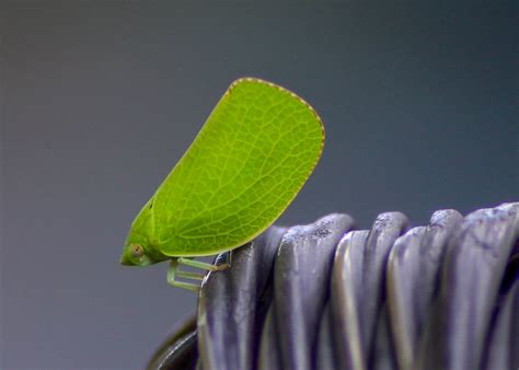Tiny Green Leaf Bug