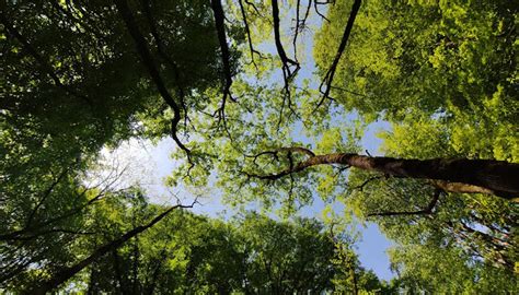 ⚡ پارک جنگلی جوارم کجاست؟ جاهای دیدنی عکس 1403 ایران بوم گردی