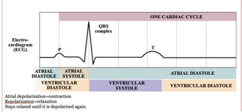 Systole Ecg