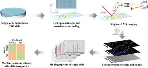 Single Cell Lipidomics Enabled By Dual Polarity Ionization And Ion
