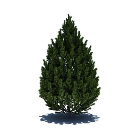 Premium Psd Standalone Tree