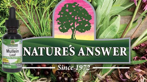 Mullein Leaf Extract The No 1 Best Detox Remedy Around