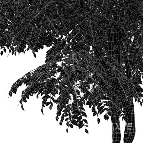 European Bladdernut Tree Staphylea Pinnata 3d Model Download Maxve