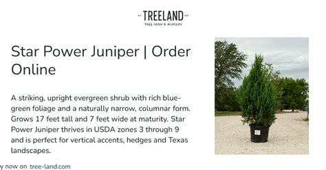 Star Power Juniper Order Online Treeland Nursery