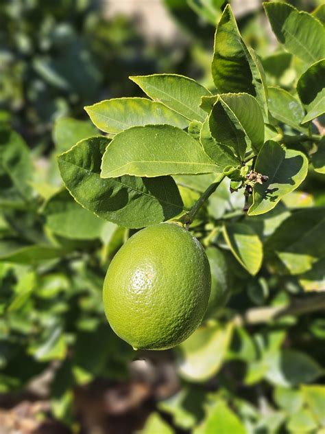 Difference Between Lime And Lemon Tree Different Types Of Lemons To