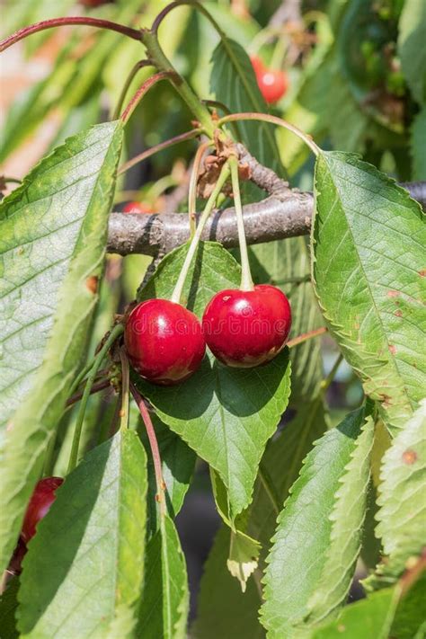 Fresh Red Cherries On A Tree Branch In Natural Sunlight Stock Image