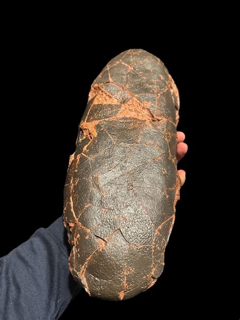 Enormous Dinosaur Egg 37 5 Cm Fossilised Egg Macroelongatoolithus