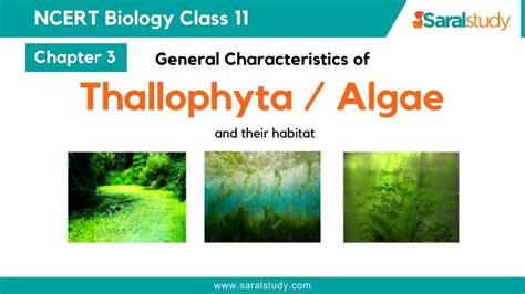 General Characteristics Of Thallophyta Algae Cbse Class 11