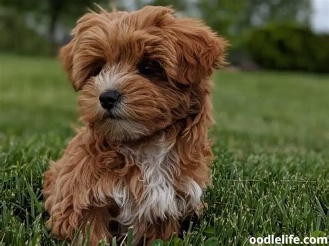 Yorkiepoo Colors Guide With Photos Oodlelife®