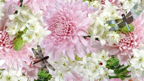🔥 [50 ] White And Pink Flowers Wallpapers Wallpapersafari