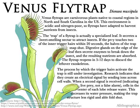 Venus Flytrap By Alithographica On Deviantart