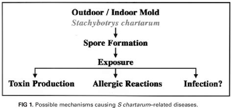 Figure 1 From Attributes Of Stachybotrys Chartarum And Its Association