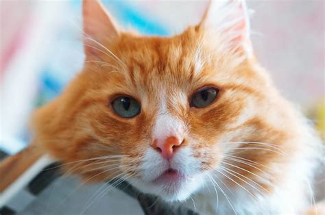 Hepatitis In Cats Vet Explained Signs Causes And Care Catster