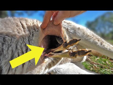 Kangaroo Inside Pouch