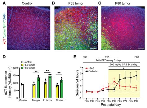 Antibody Staining For Xct Was Increased In Late Disease Stage Mice And Download Scientific