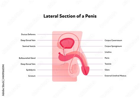 Human Reproductive System Anatomy Inforgaphic Chart Vector Flat Healthcare Illustration Male