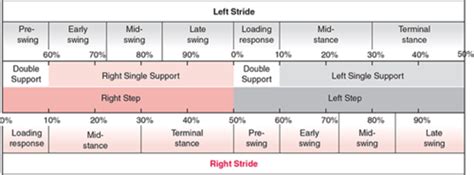 2 Pathological Gait Flashcards Quizlet