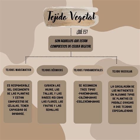 Tejidos Vegetales Dibujos