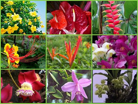 Flores Da Amazônia
