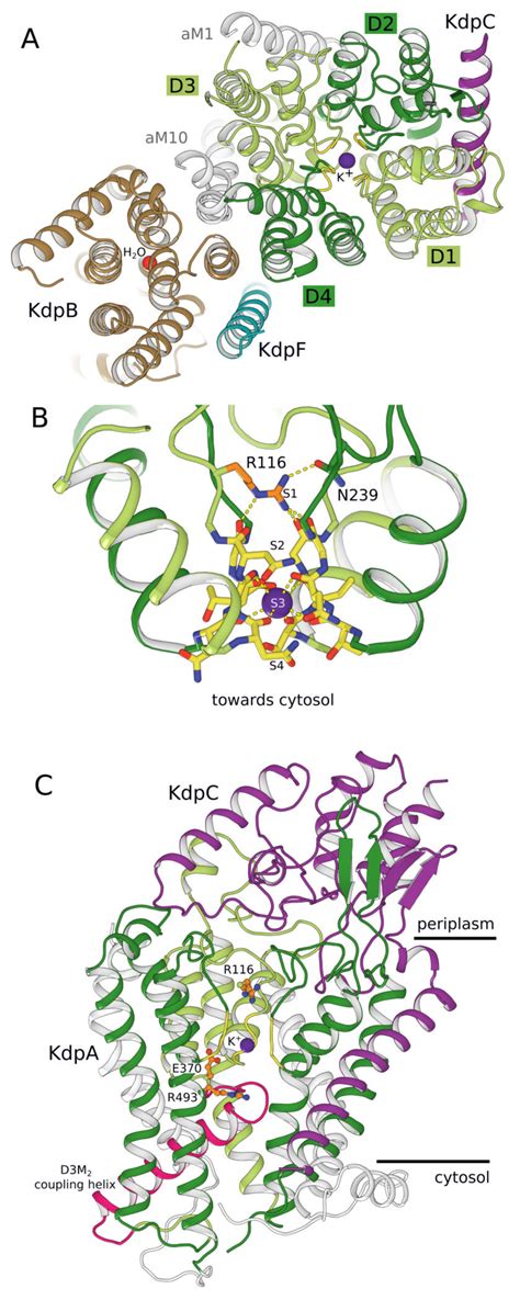 Potassium Binding By Kdpa Download Scientific Diagram