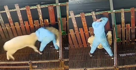 羊主人圈住母羊为其打针，公羊护妻一头撞来主人懵圈：差点被撞晕腾讯新闻