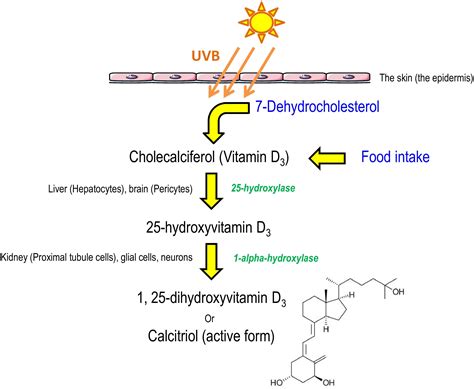 Frontiers Focus On 1 25 Dihydroxyvitamin D3 In The Peripheral Nervous