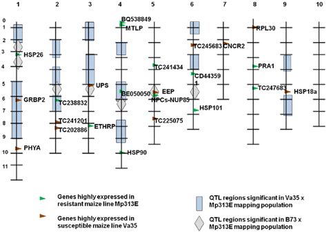 Chromosome Bin Map Showing The Positions Of The Significant Genes And Download Scientific