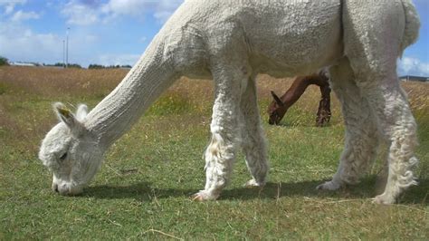 Free Stock Video Alpacas Grazing In Field
