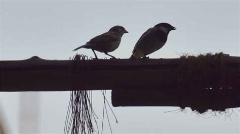 A Wake Up Call For Urban Conservation