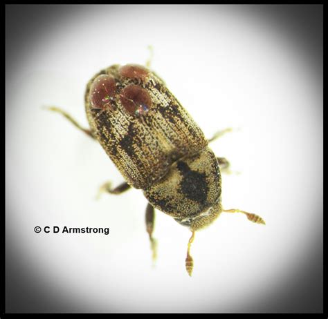 Bark Beetles Home And Garden Ipm From Cooperative Extension
