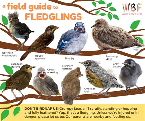 Rescue Wild Bird Fund
