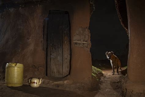 Jen Guyton Spotted Hyenas