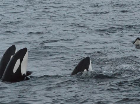 Swim With Orca In Northern Norway Steppes Travel