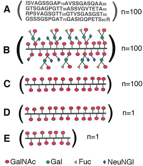 Figure 1 From Thermodynamics Of Multivalent Carbohydrate Lectin Cross