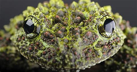 Vietnamese Mossy Frog Theloderma Bicolor Imgur