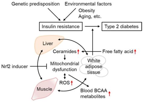 Nrf2 In Obesity Related Insulin Resistance And T2d Prevention