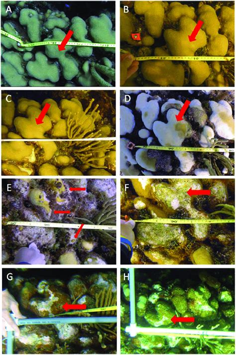 Fig A1 Temporal Sequence Of One Photo Transect Showing The Same