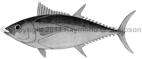 Western Atlantic Fish Thunnus Obesus