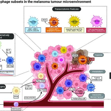 Defining Macrophage Subsets In The Melanoma Tumor Microenvironment
